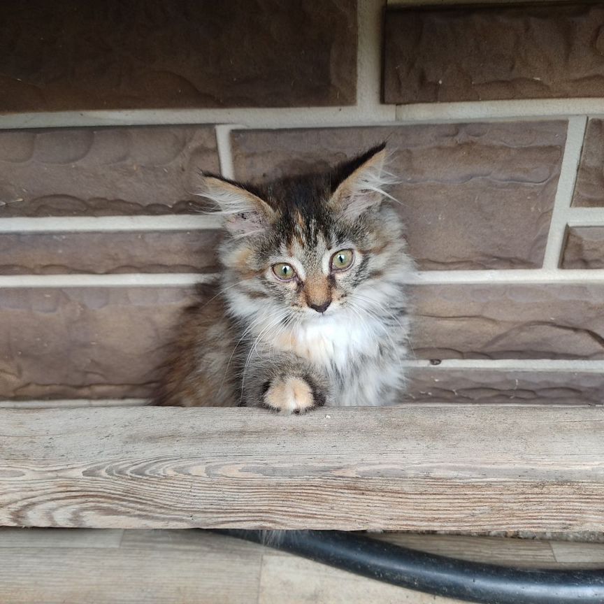 Отдам в добрые руки пушистую девочку