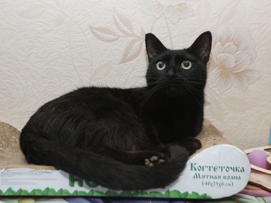 Ласковая черная кошечка в добрые ручки