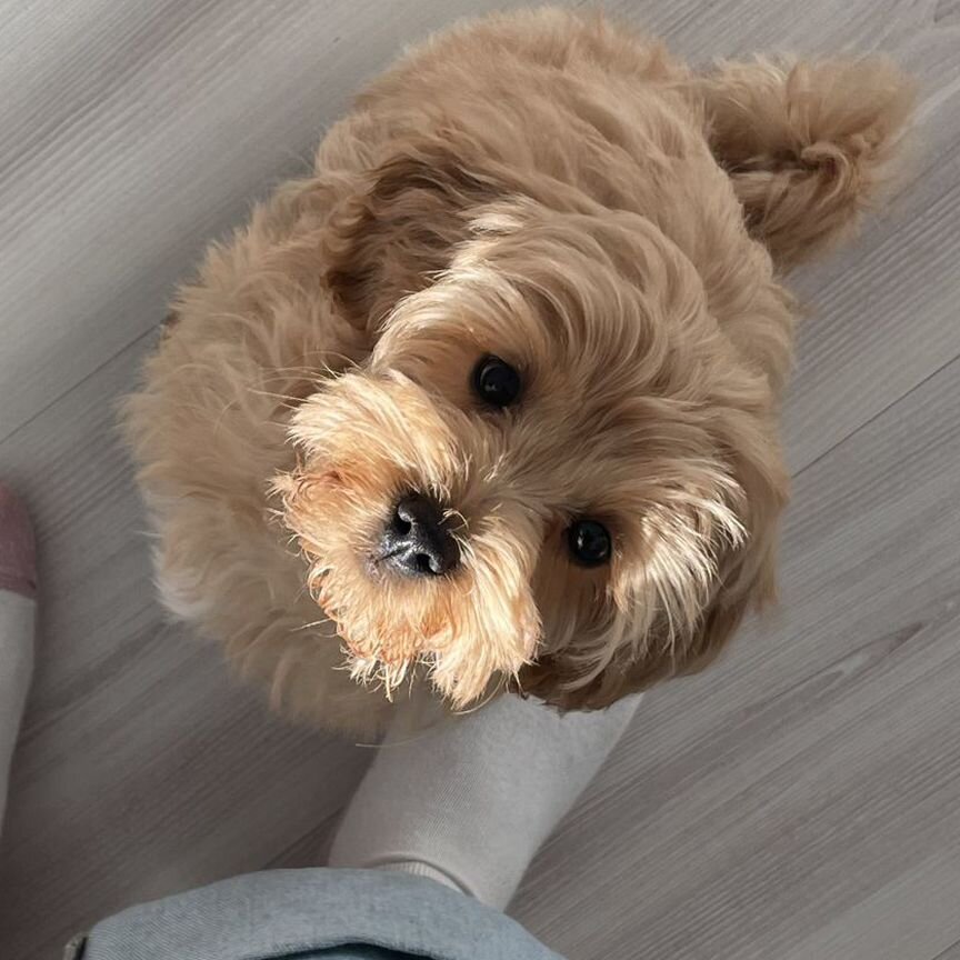 Мальтипу, щенок