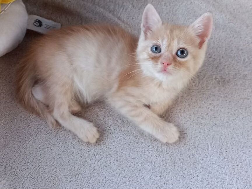 Котята