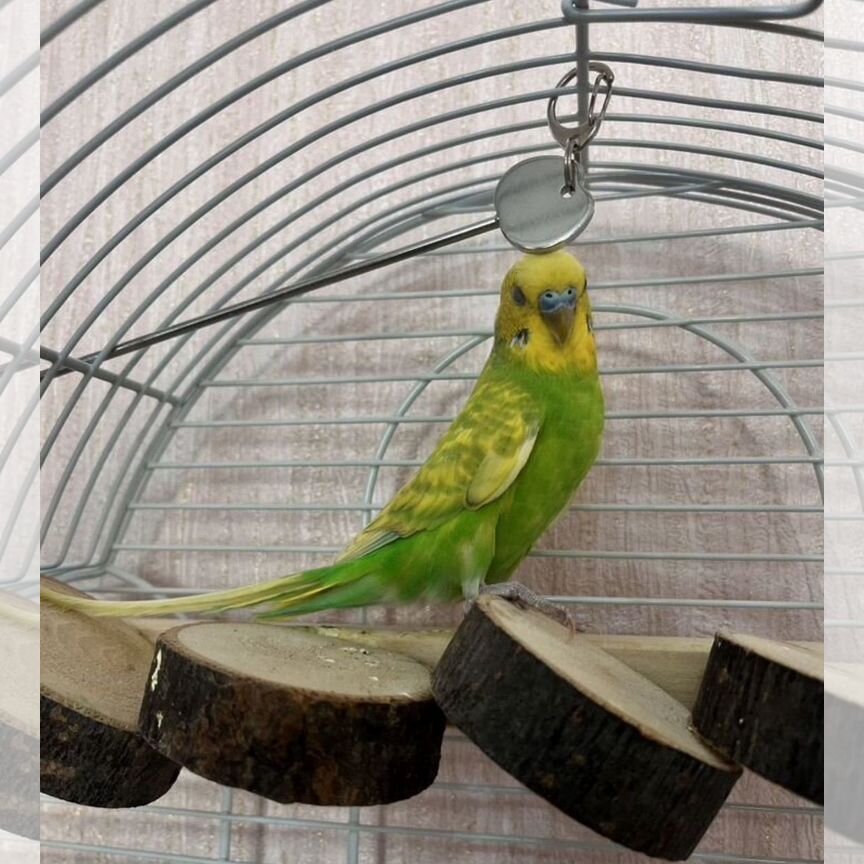 Волнистый попугай