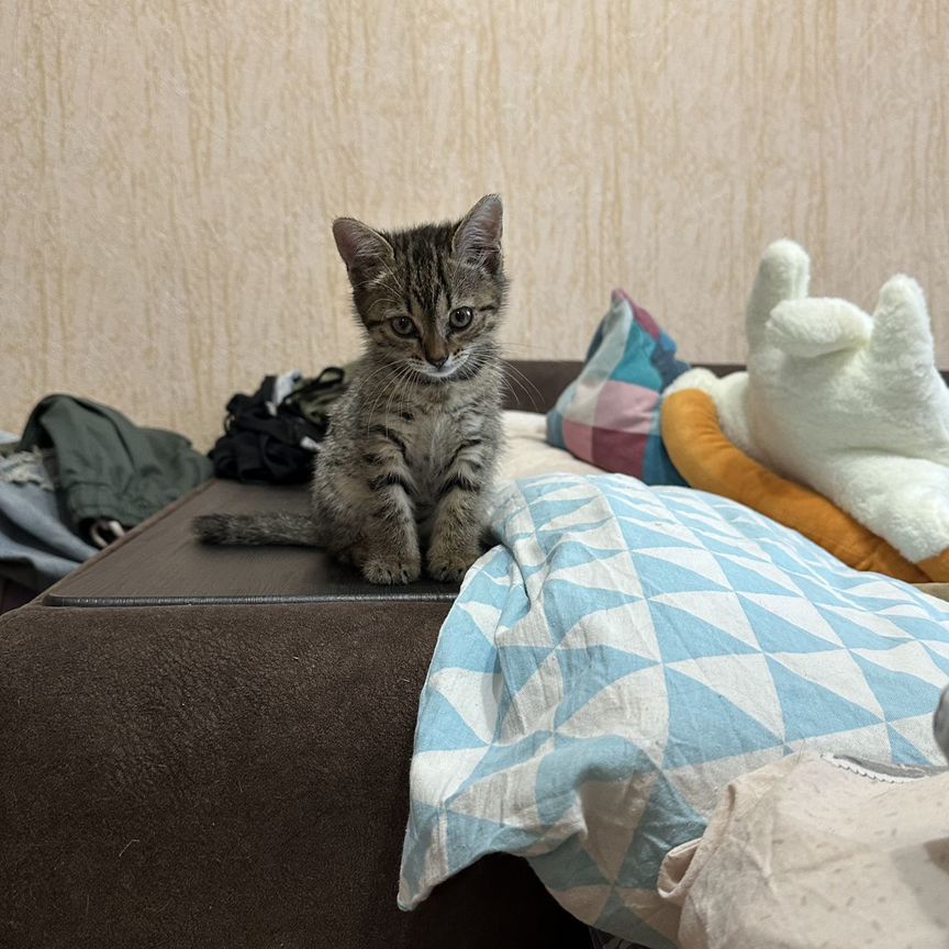 Котенок в добрые руки