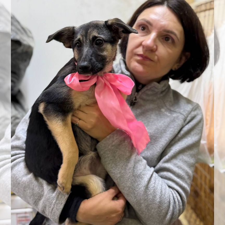 Щенок в добрые руки