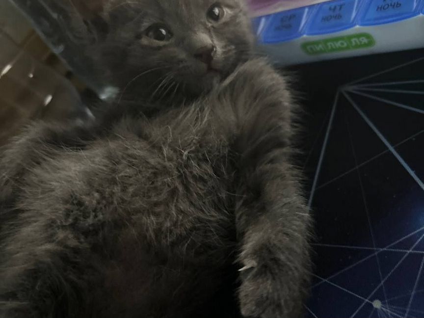 Отдам котёнка