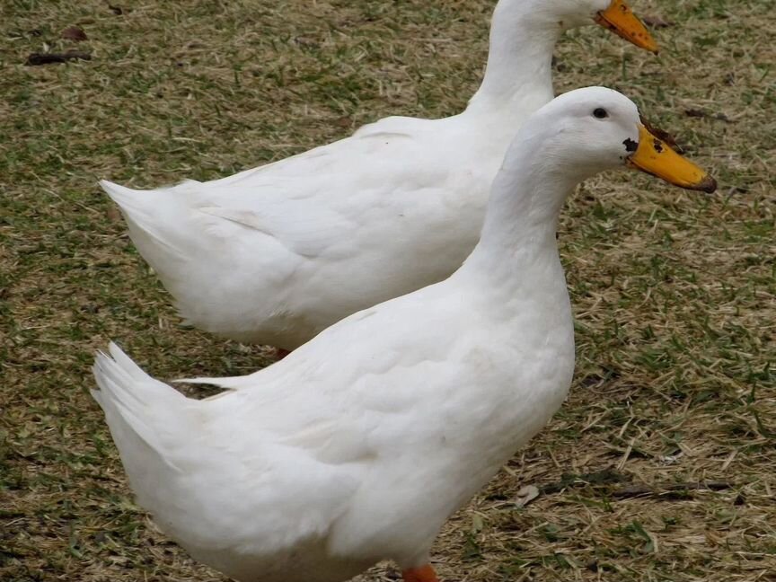 Утки на мясо