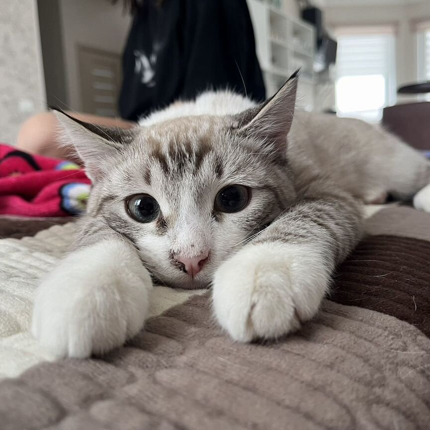 Ласковый котик