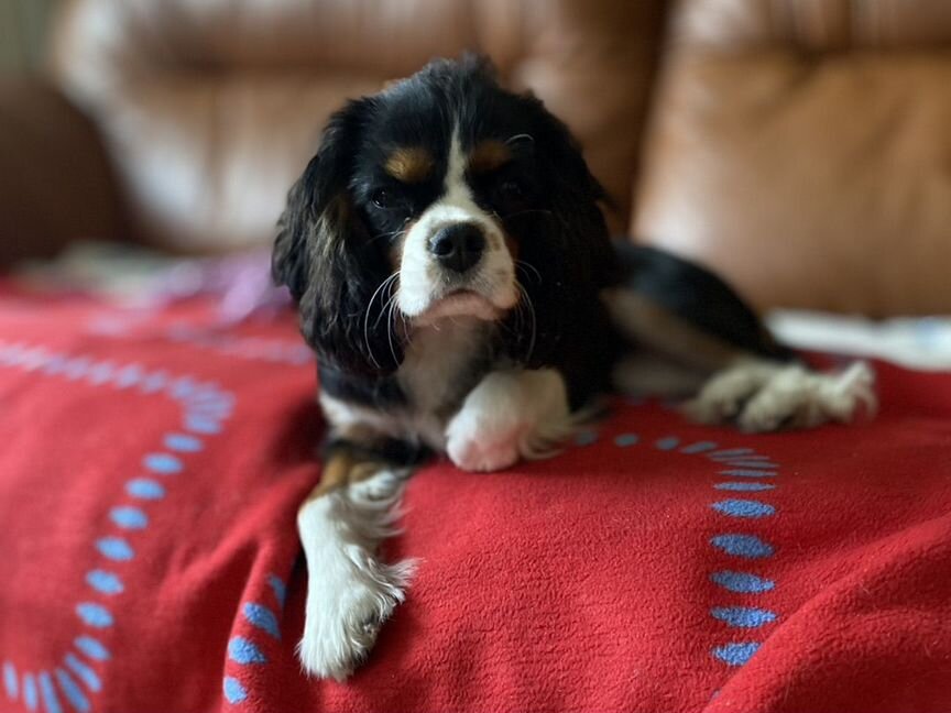 Кинг чарльз спаниель