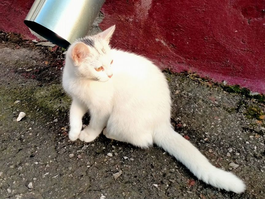 Котенок
