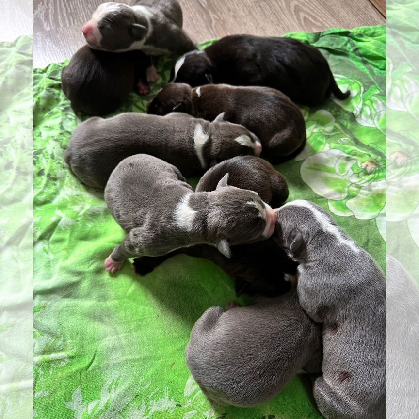 Американский стаффордширский терьер, щенок