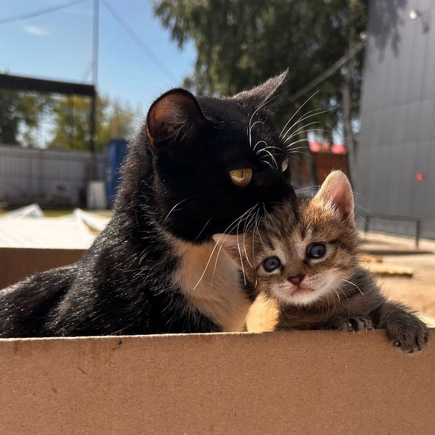 Отдам котят в добрые руки