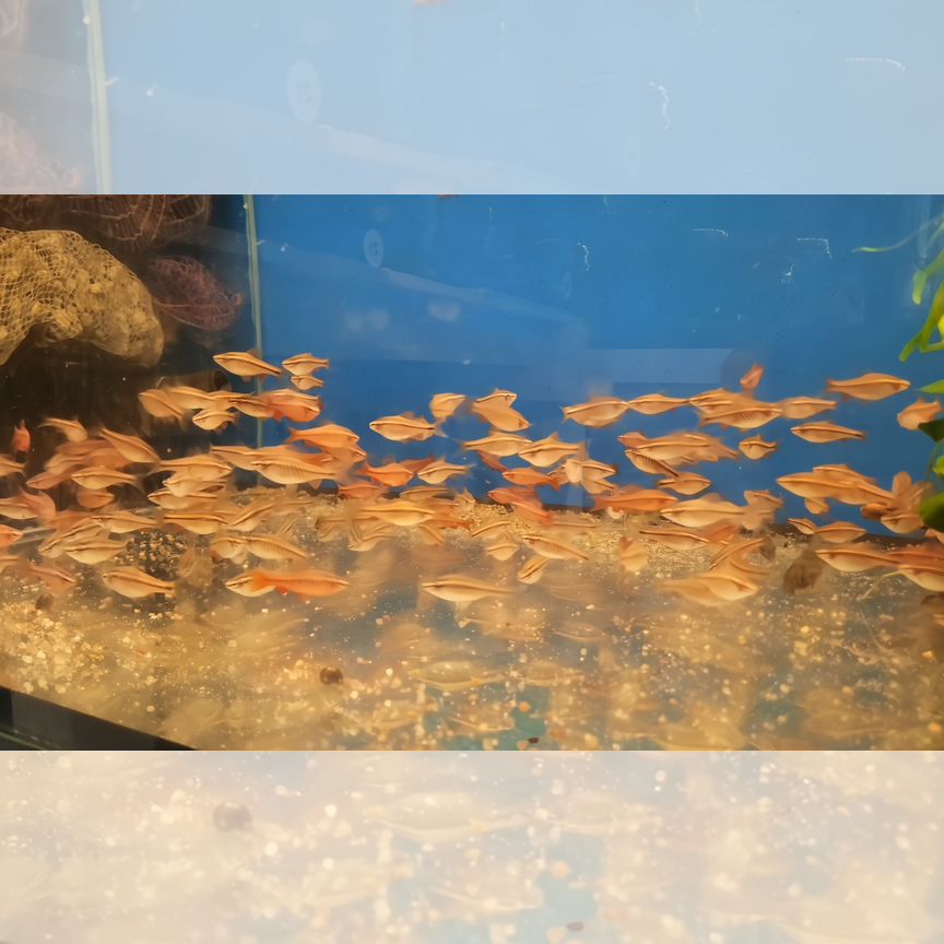 Аквариумные рыбки барбусы сомики