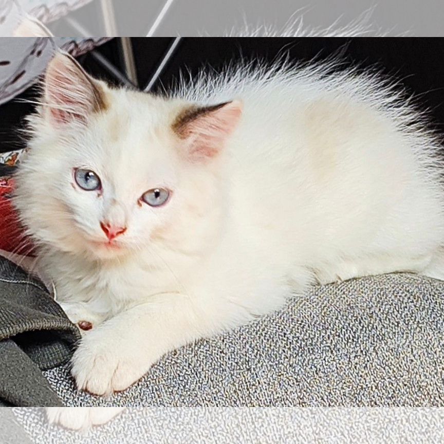 Сиамский котёнок