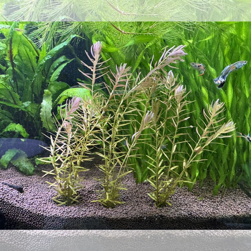 Аквариумное растение Ротала Индика