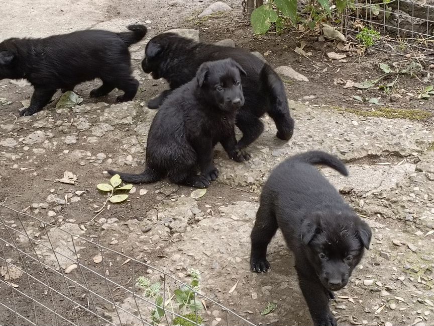 Щенки немецкой овчарки. черные