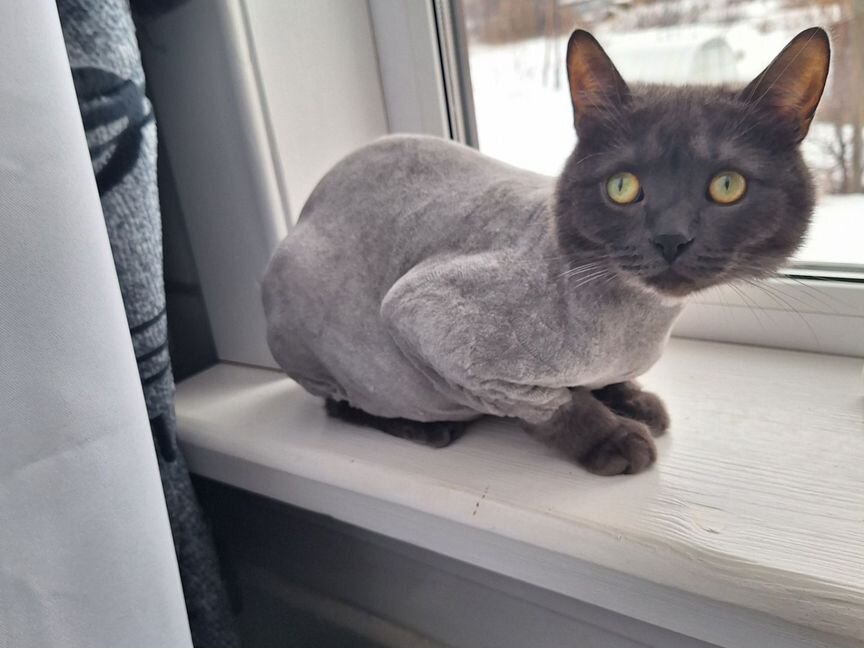 Британский кот в дар