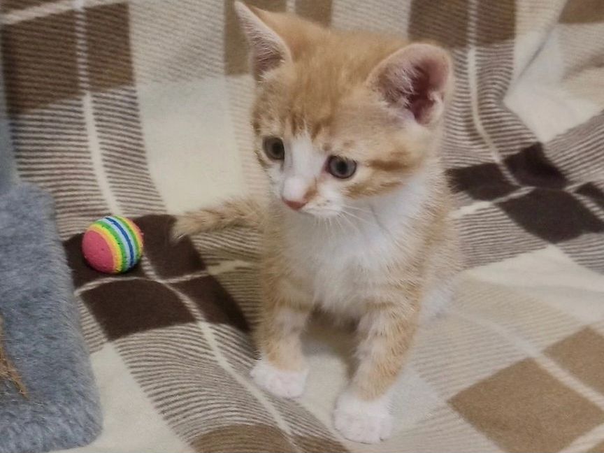 Бело рыжее счастье