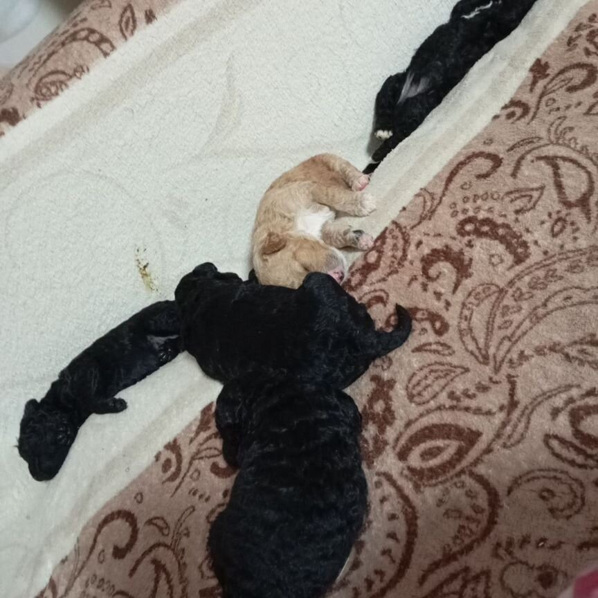 Маленькие пудельки