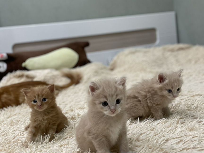 Котята мейн-кун