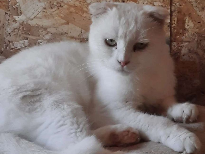 Белянка ждет своего человека