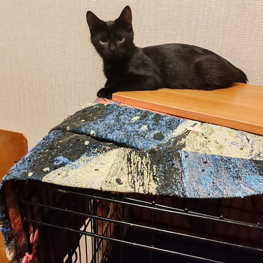 Котята