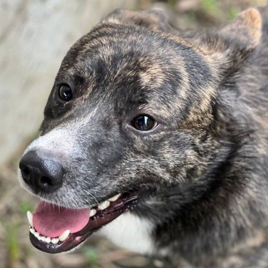 Собака в добрые руки Тайгер