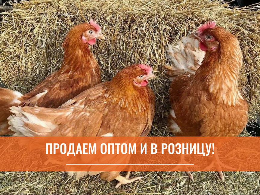 Куры несушки с доставкой