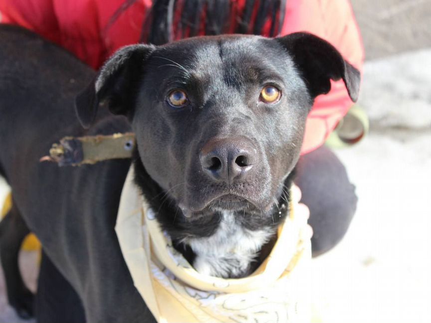 Собака пёсв добрые руки