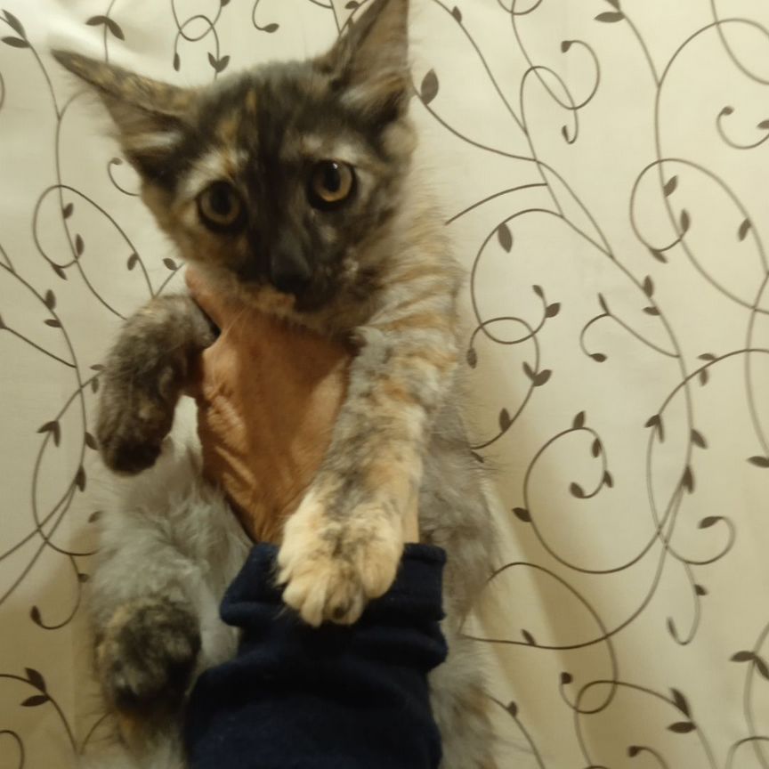 Маленький котеночек ищет себе семью