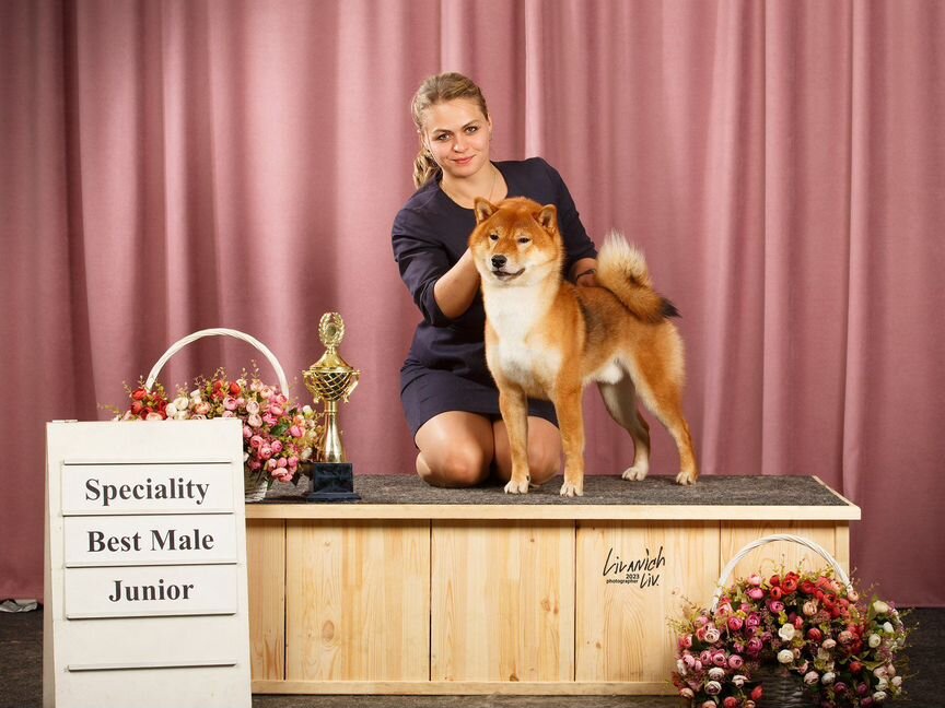 Кобель сиба ину на вязку интерчемпион