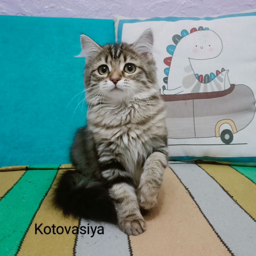 Сибирская кошечка