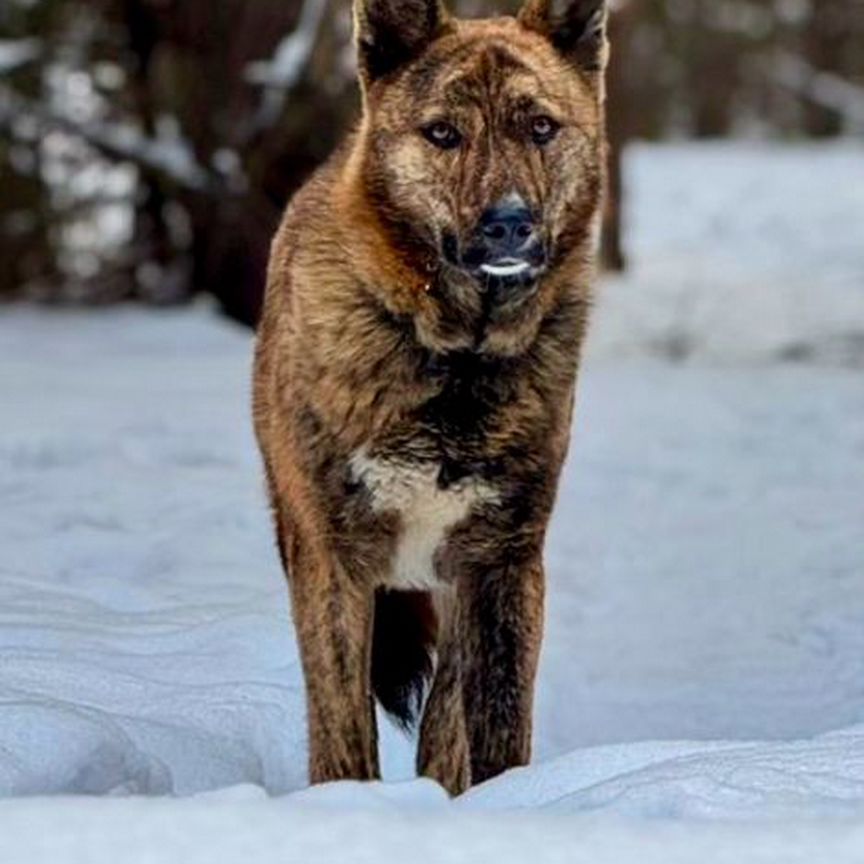 Голландская овчарка в добрые руки