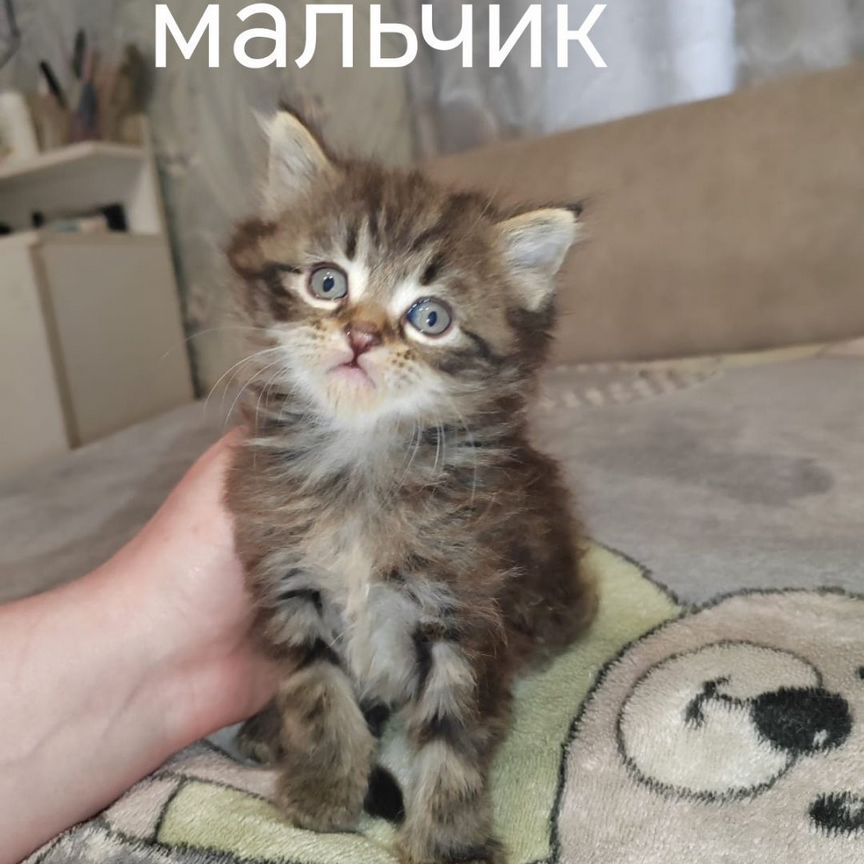 Котята мейкун