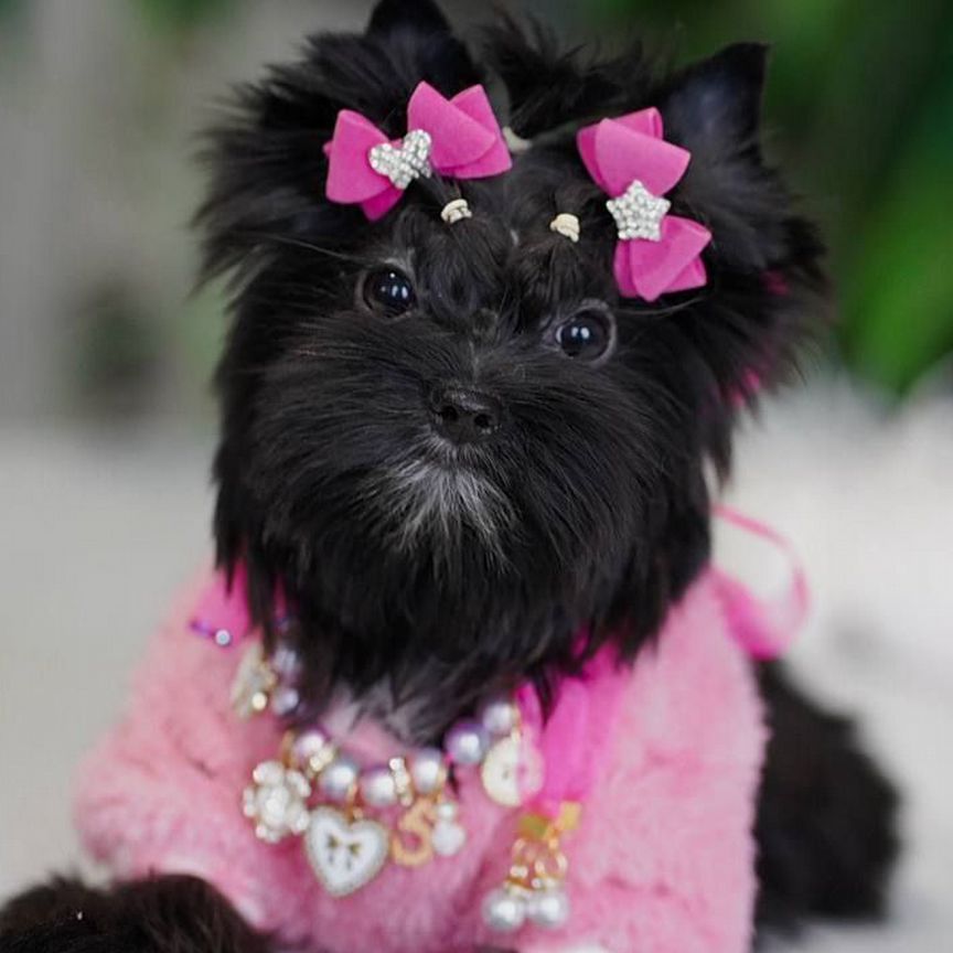 Йоркширский терьер, щенок