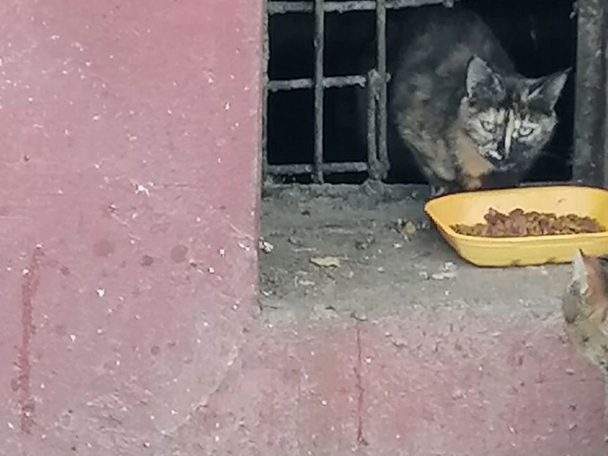 Коты ищут помощь передержку, дом sos