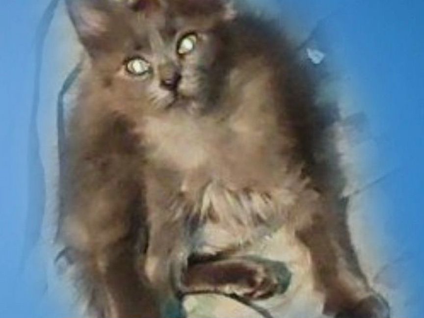 Сибирский голубой котенок