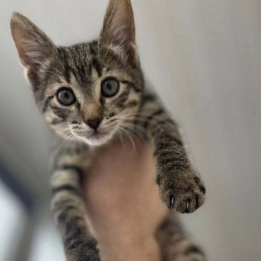 Отдам в добрые руки котенка мальчика