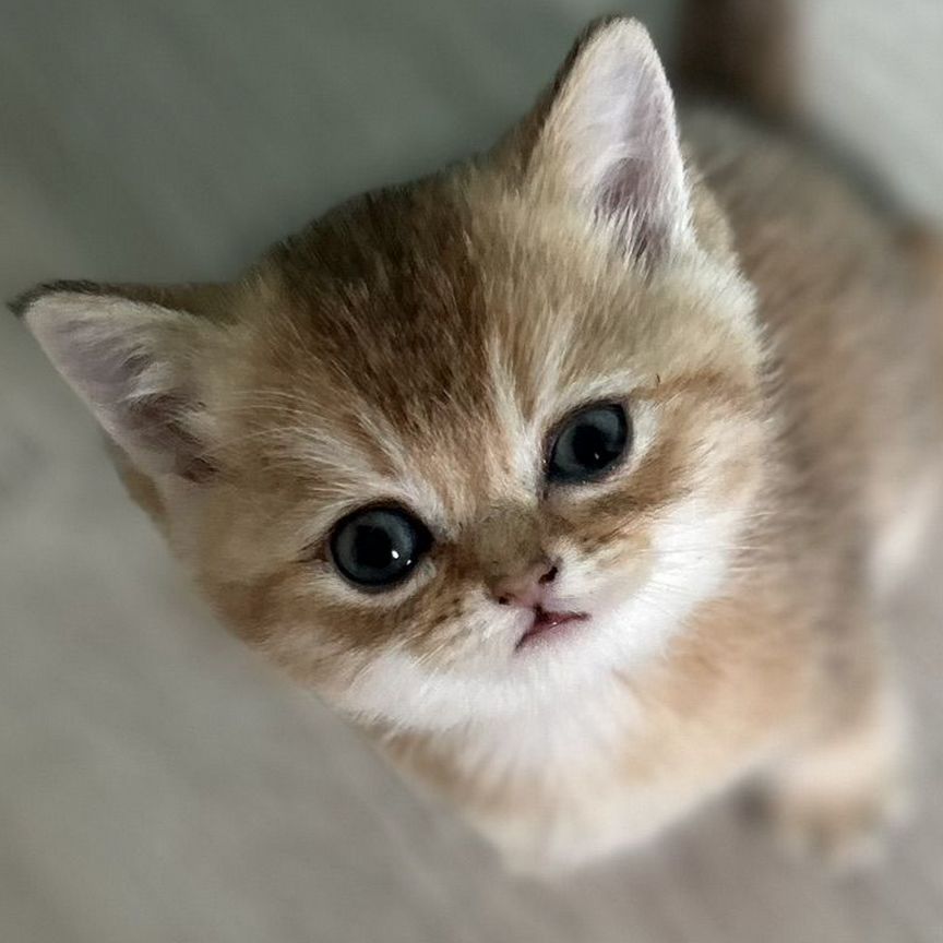 Котенок золотая шиншилла