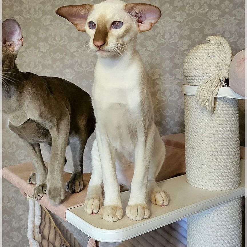 Ориентальные котята экстрим