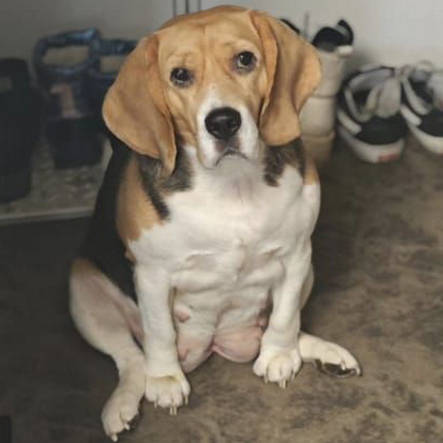 Отдам в добрые руки Бигля