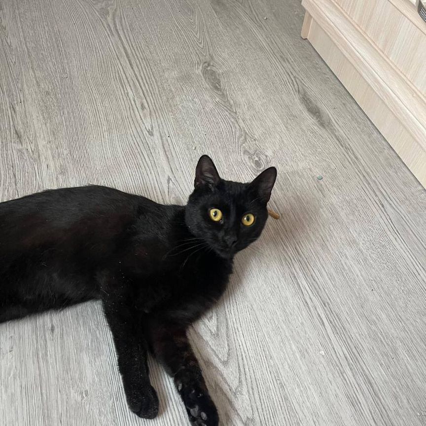 Котик Мантикора