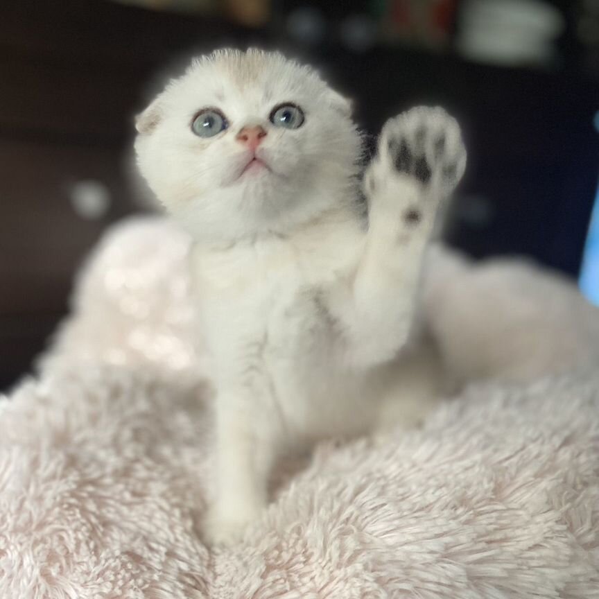 Шотландский котик