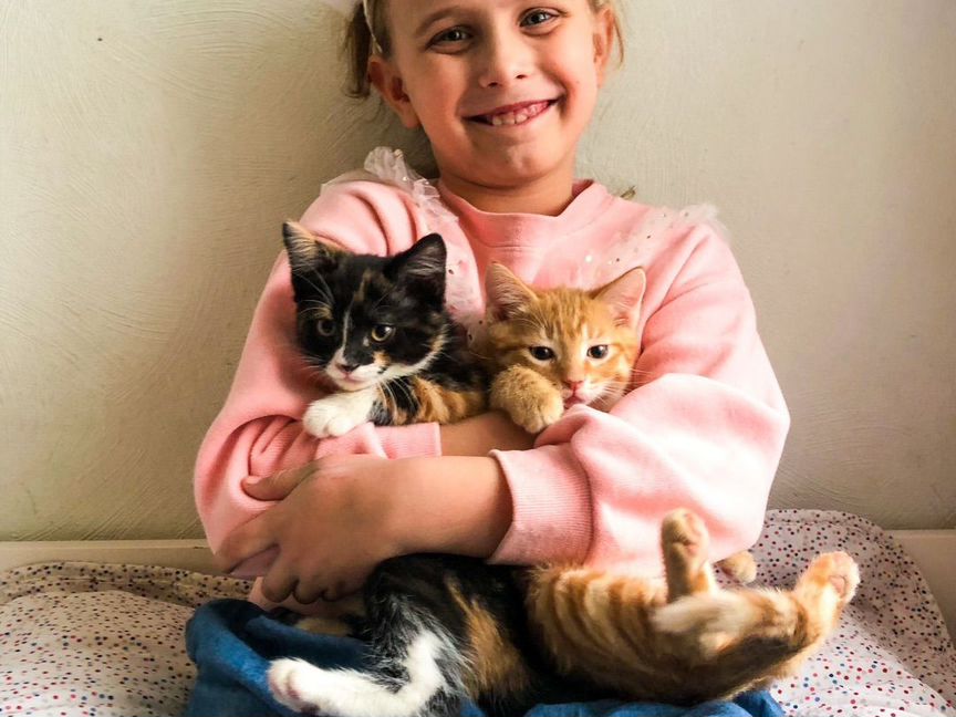 Котята в добрые руки