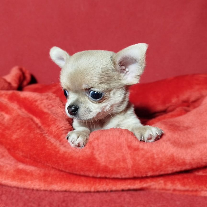 Чихуахуа, щенок