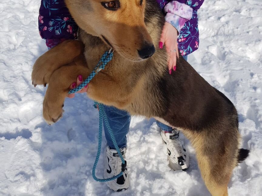 Плюшевая мишка ищет дом