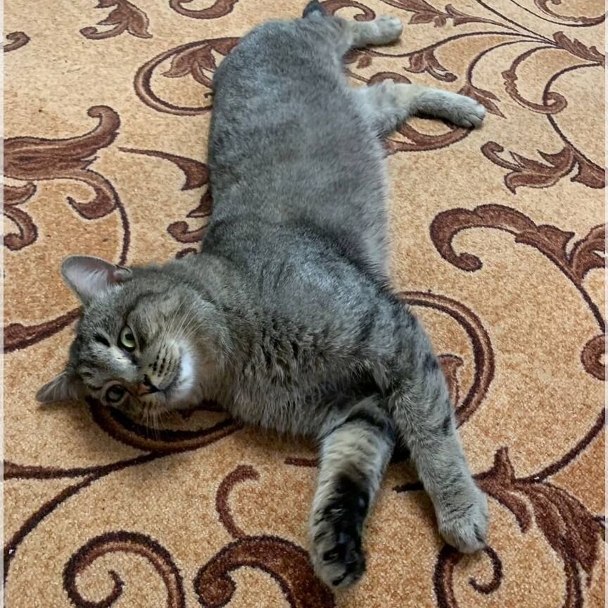 Взрослый кот в добрые руки