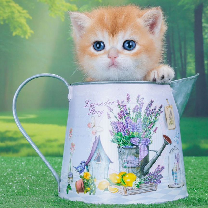 Британский короткошёрстный котёнок