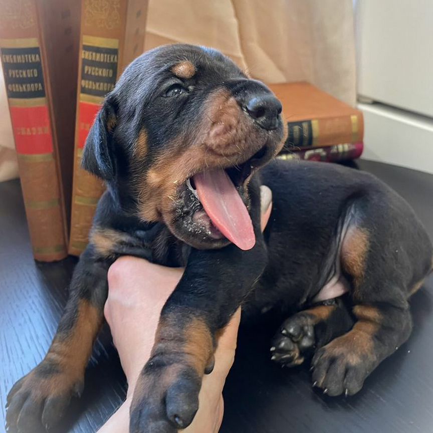 Щенки добермана