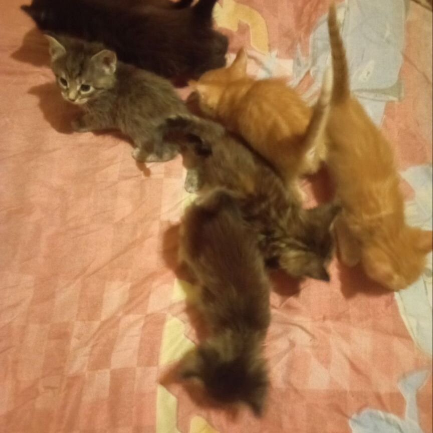 Котята