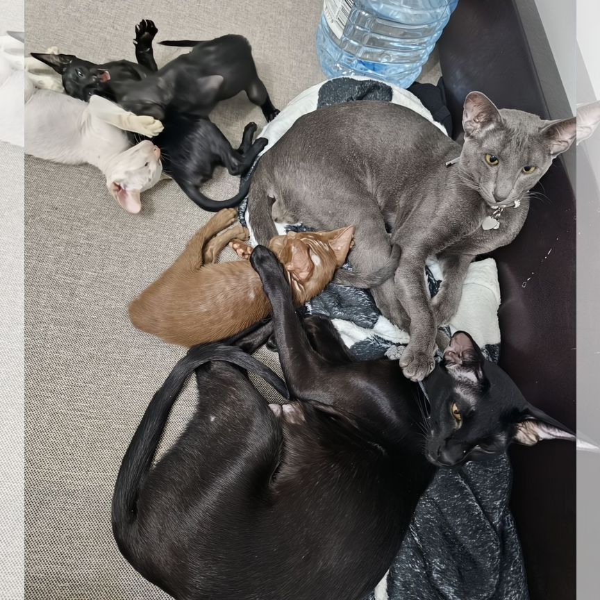 Ориентальный котёнок