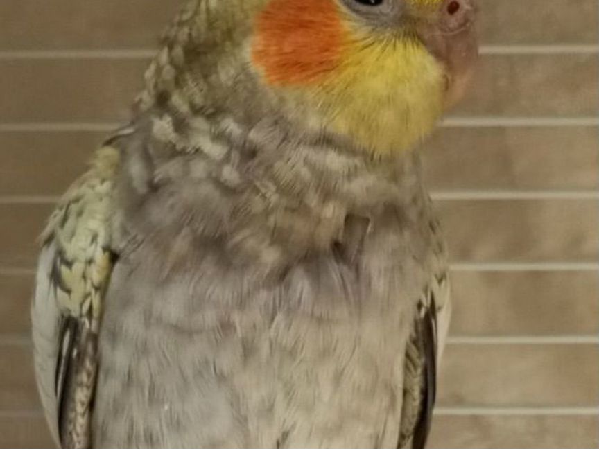 Попугай корелла птенец